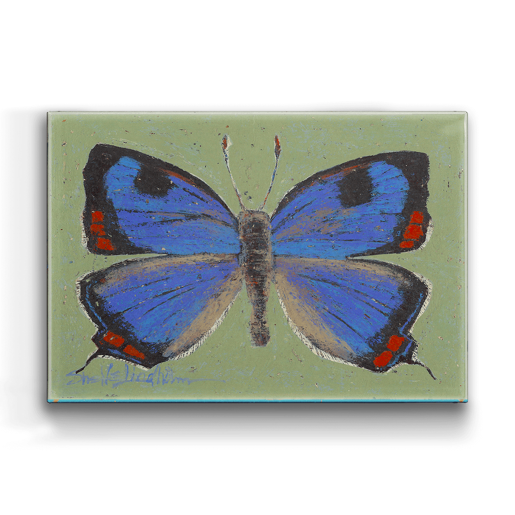 Colorado Hairstreak Butterfly - Metal Box Art – Old Wood Signs