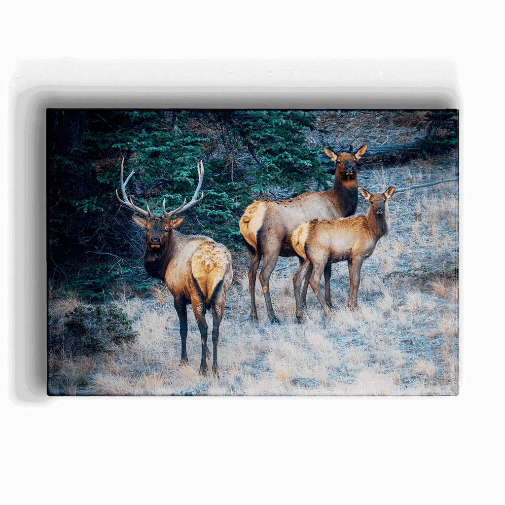 Three Elk Ensemble - Metal Box Art – Old Wood Signs