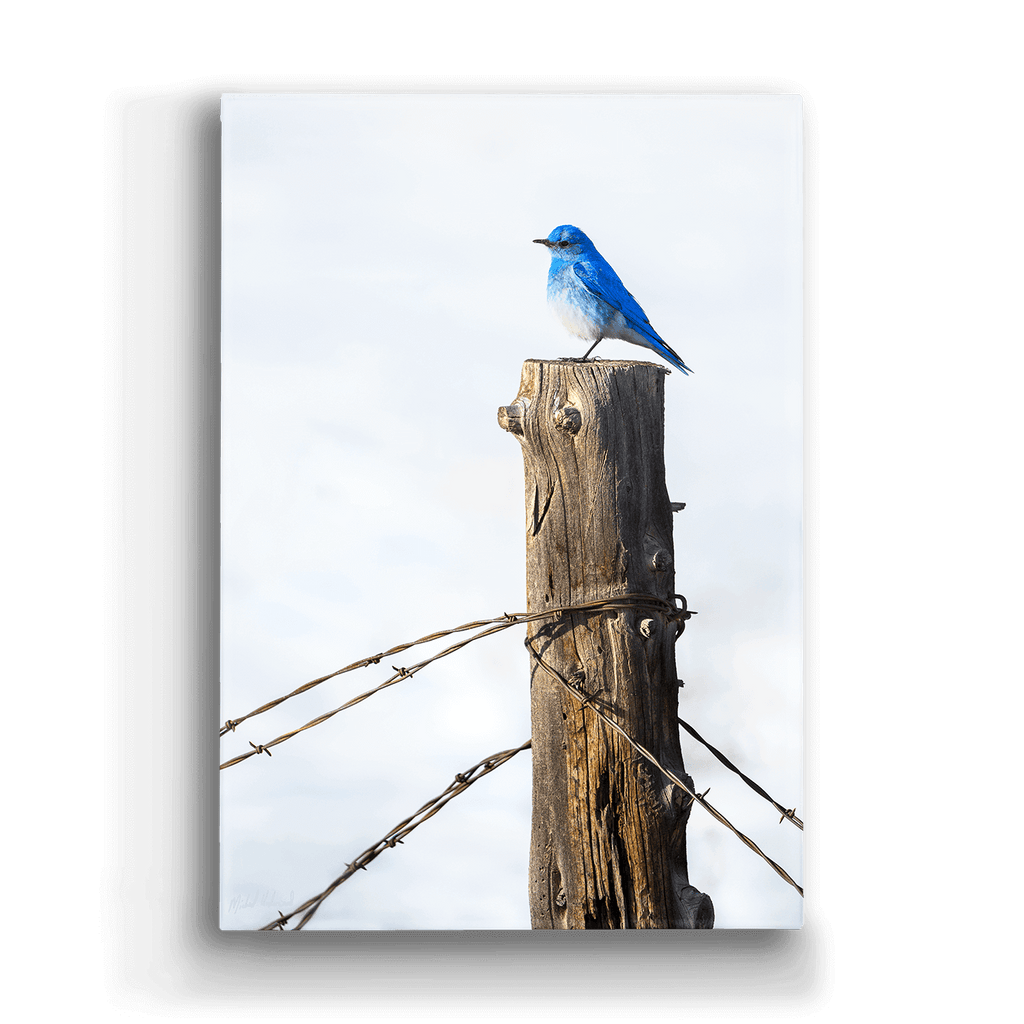 Mountain Bluebird - Metal Box Art – Old Wood Signs