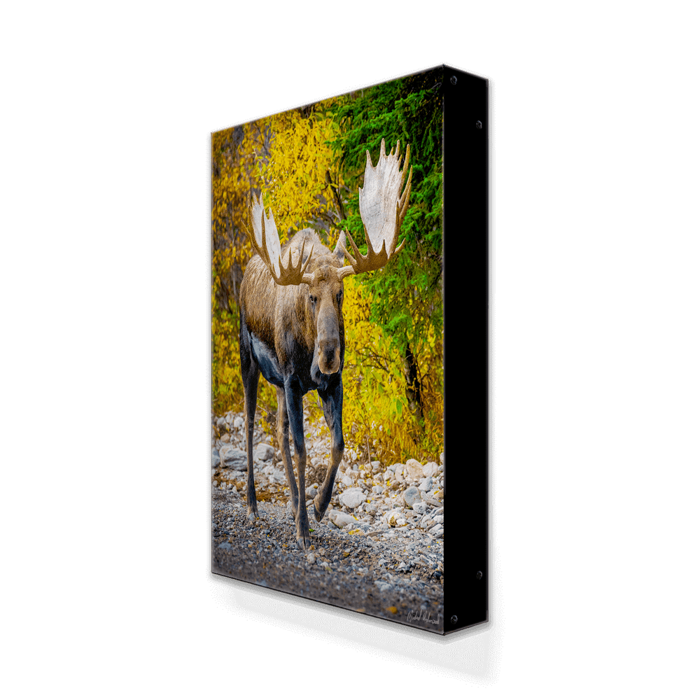 Alaskan Bull Moose- Metal Box Art – Old Wood Signs