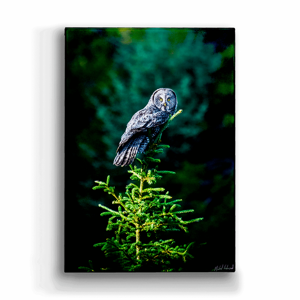 Great Gray Owl - Metal Box Art – Old Wood Signs